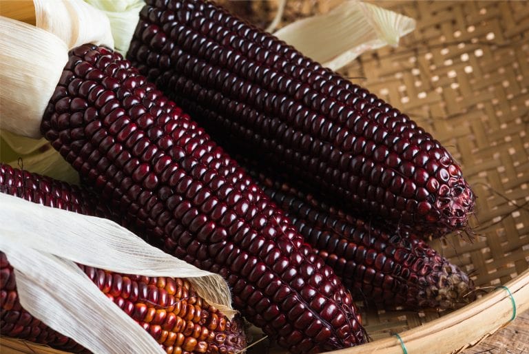 The Power of Tradition: Introducing Purple Corn Tortillas – Margarita's ...